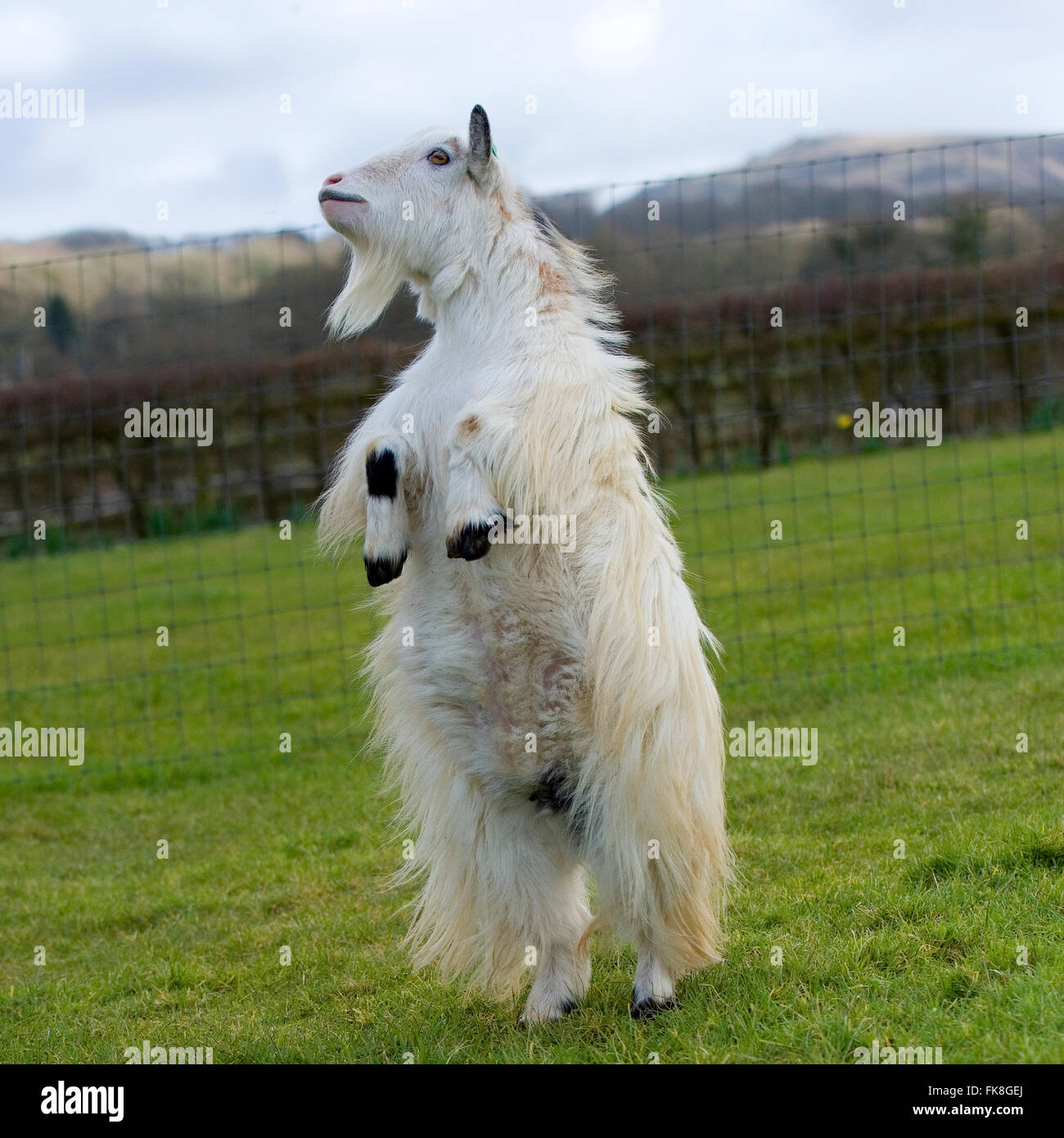 Female Goat High Resolution Stock Photography and Images - Alamy