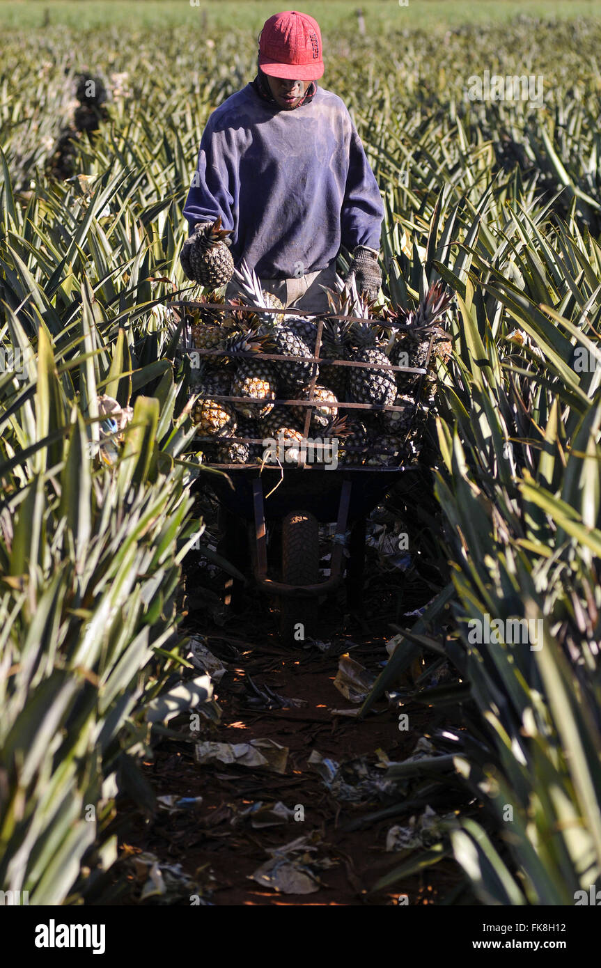 Pineapple picking hi-res stock photography and images - Alamy