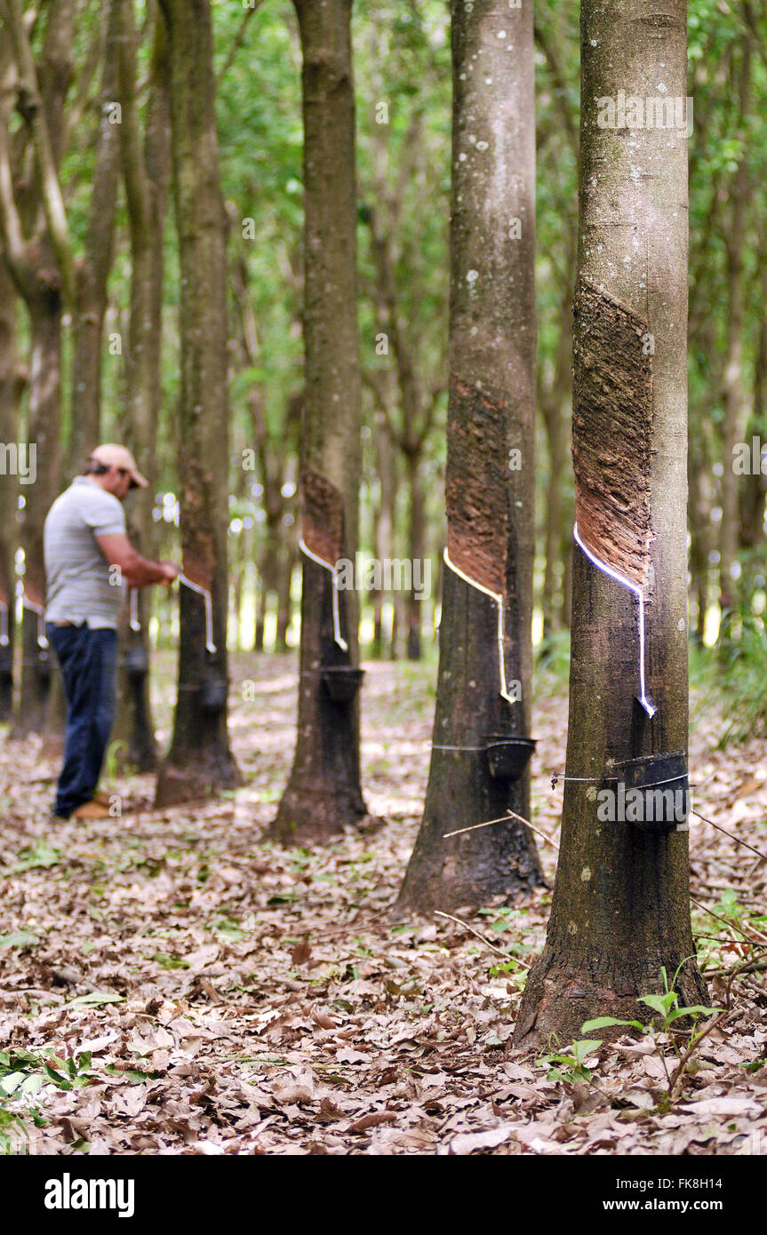Cultivation of rubber trees and farm worker in the background - latex ...