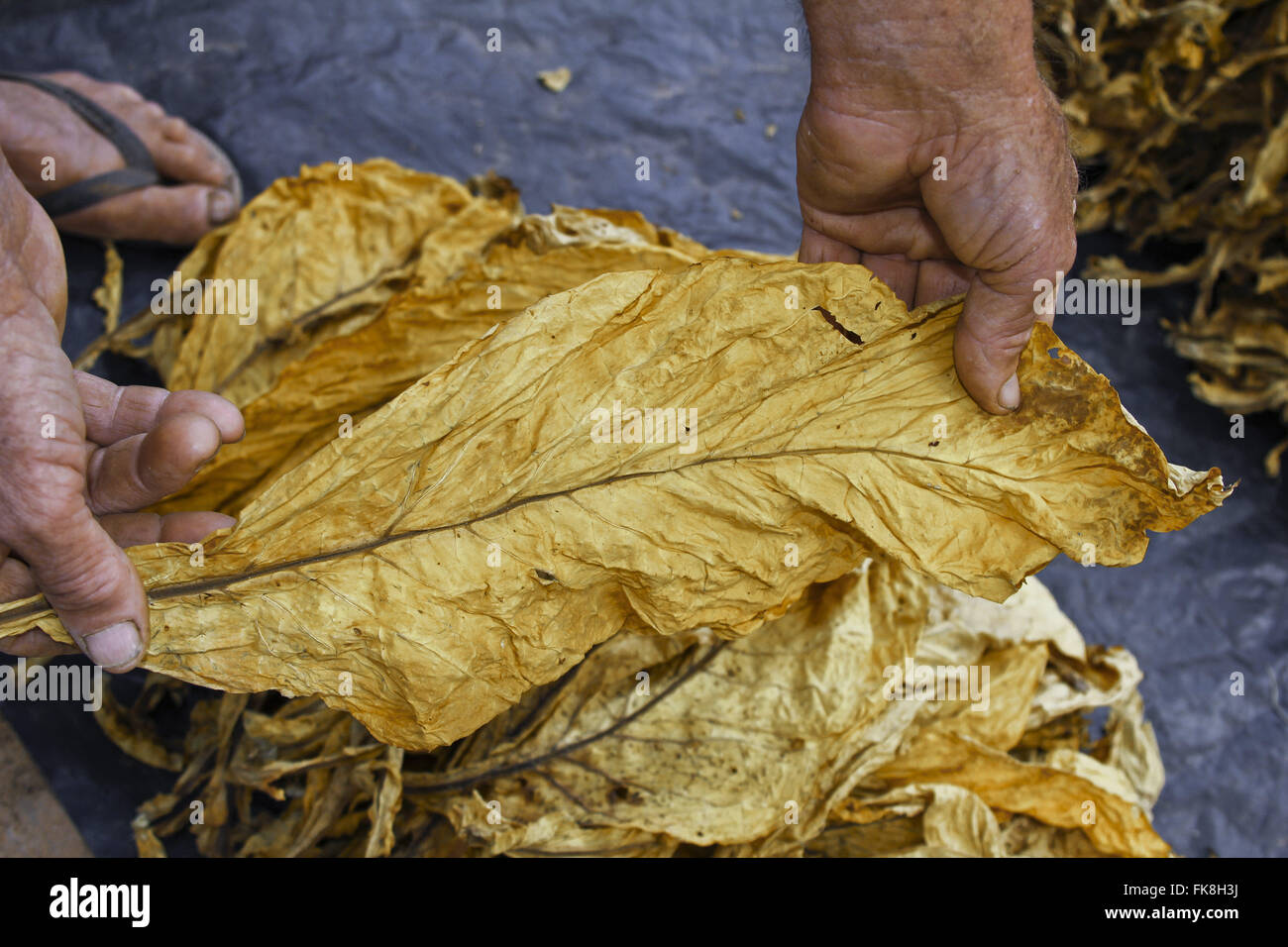 Tobacco leaf hi-res stock photography and images - Alamy