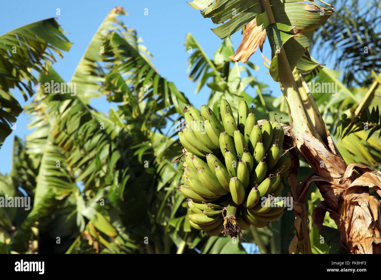 Plantain tree hi-res stock photography and images - Alamy