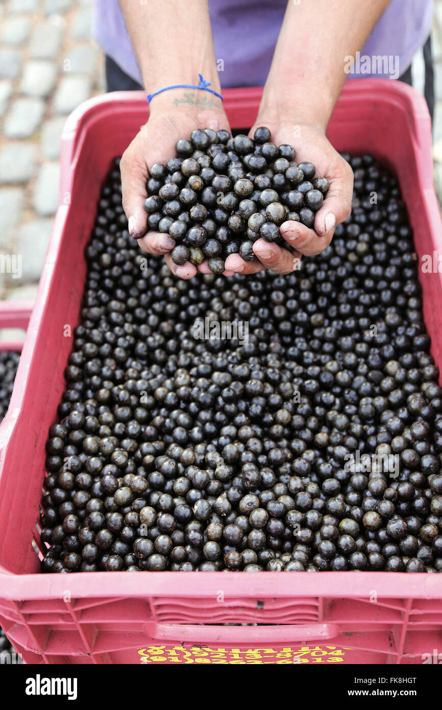 Acai fair hi-res stock photography and images - Alamy