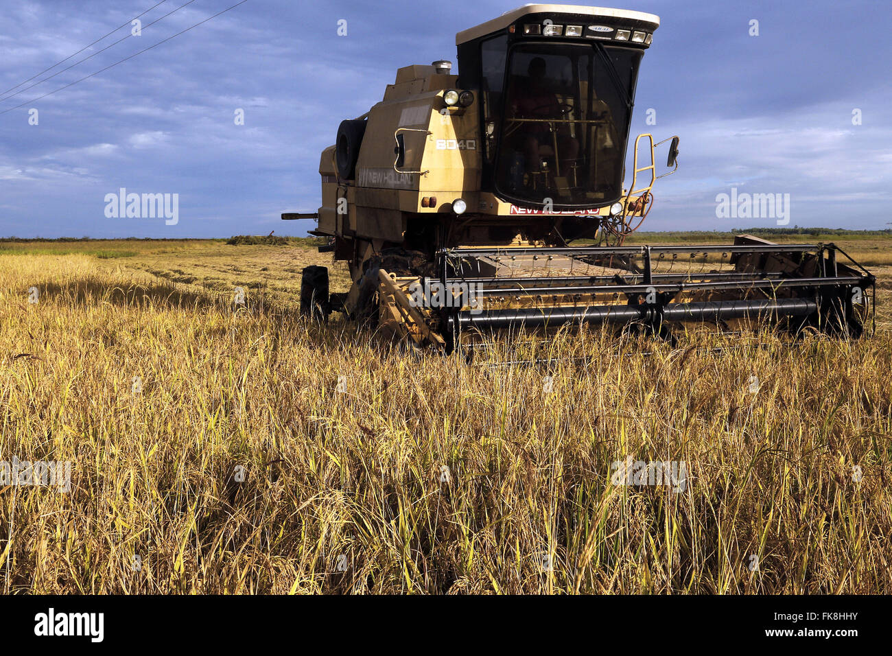 Harvesting rice hi-res stock photography and images - Alamy