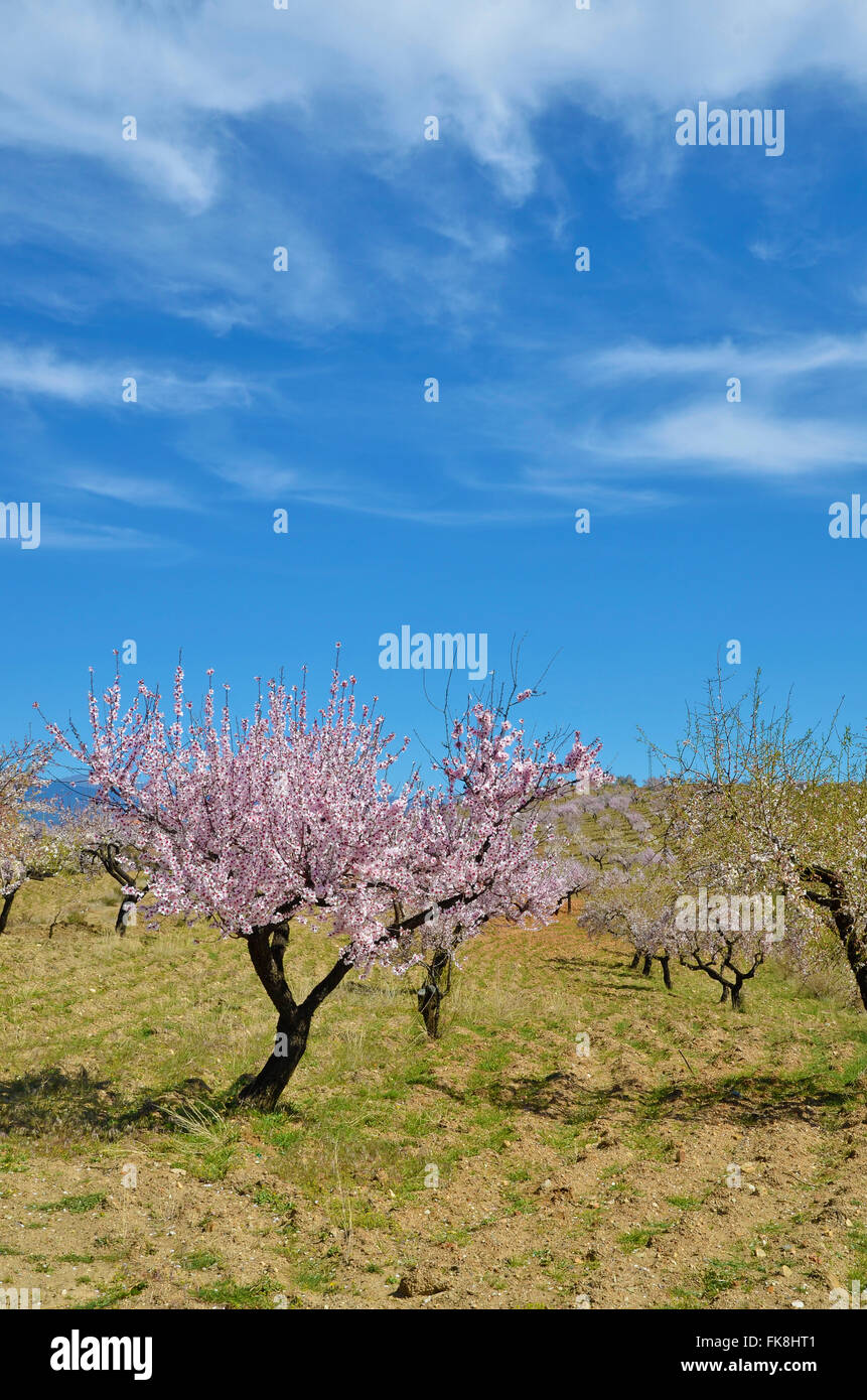 Almond field hi-res stock photography and images - Alamy