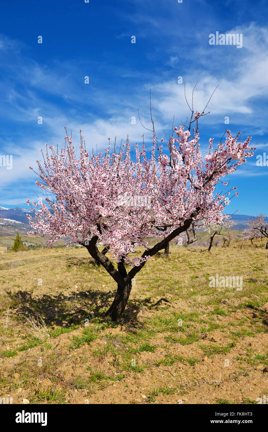 Field of almond blossoms Stock Photo - Alamy