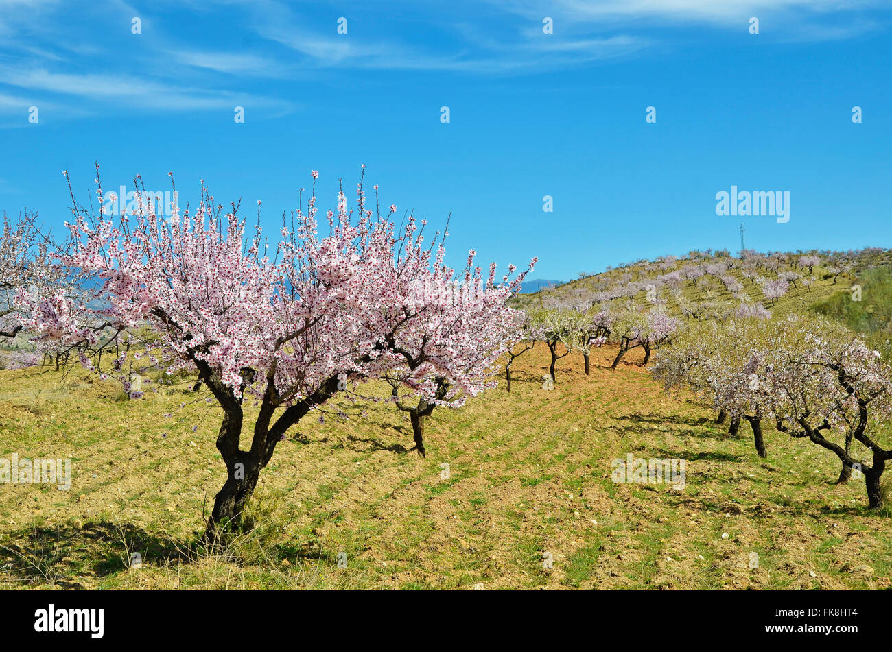 Field of almond blossoms Stock Photo - Alamy