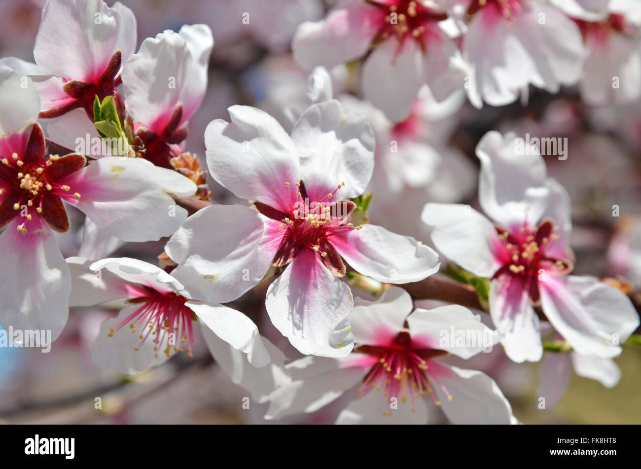 Almond tree full of beautiful white flowers hi-res stock photography ...