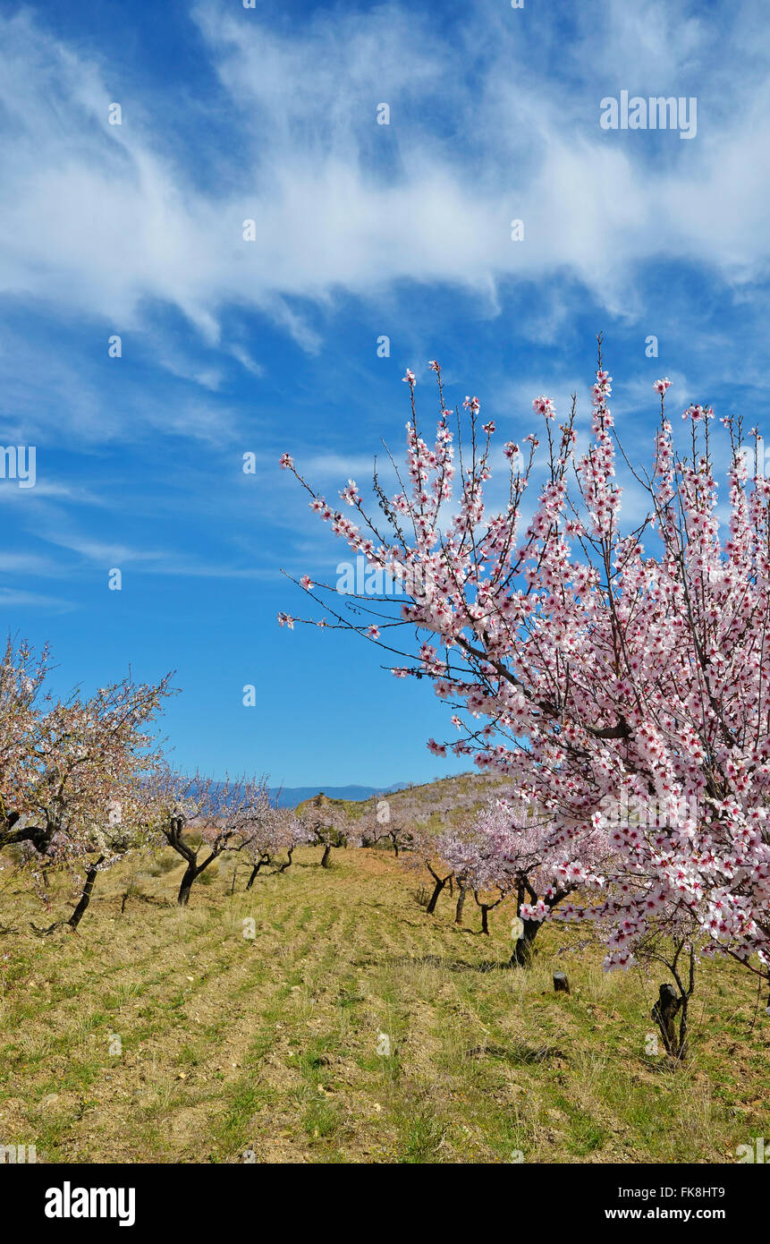 Almond field hi-res stock photography and images - Alamy