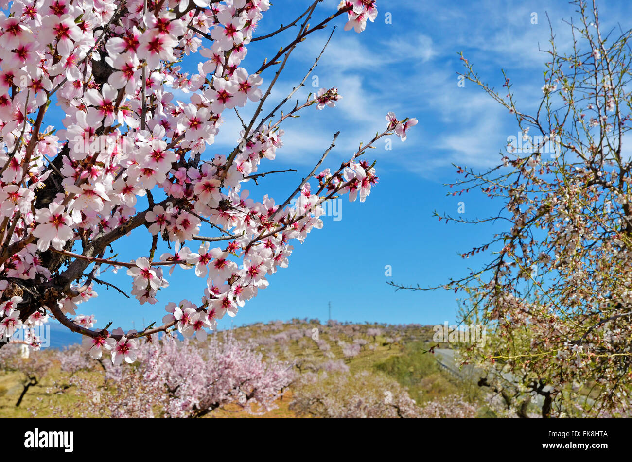 Field of almond blossoms Stock Photo - Alamy