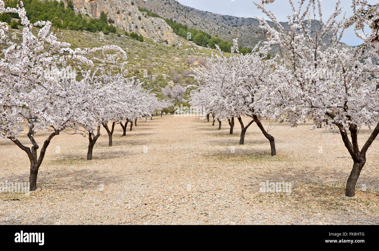 Field of almond hi-res stock photography and images - Alamy