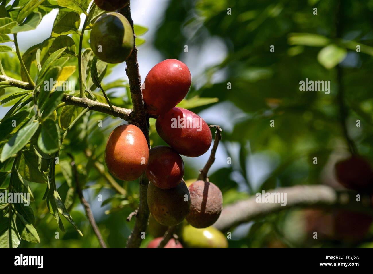 Hog plum hi-res stock photography and images - Alamy