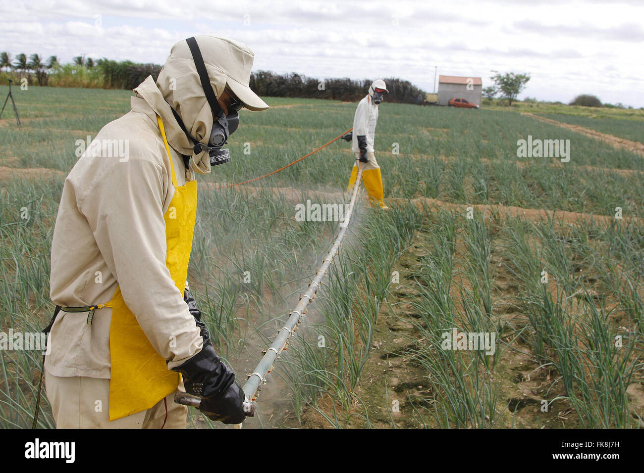 Spraying of insecticide in plantation of onion Stock Photo - Alamy
