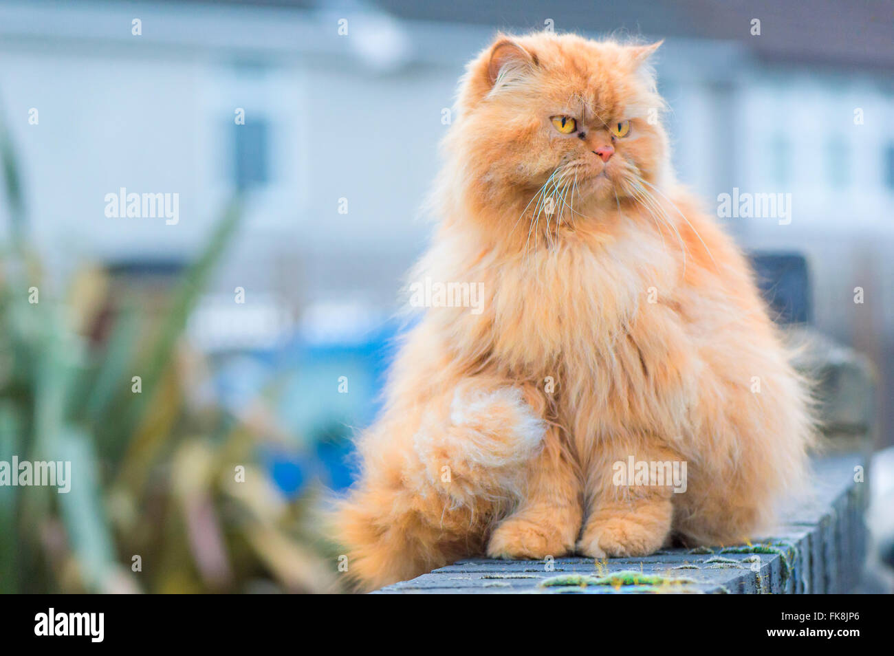 Grumpy cats hi-res stock photography and images - Alamy