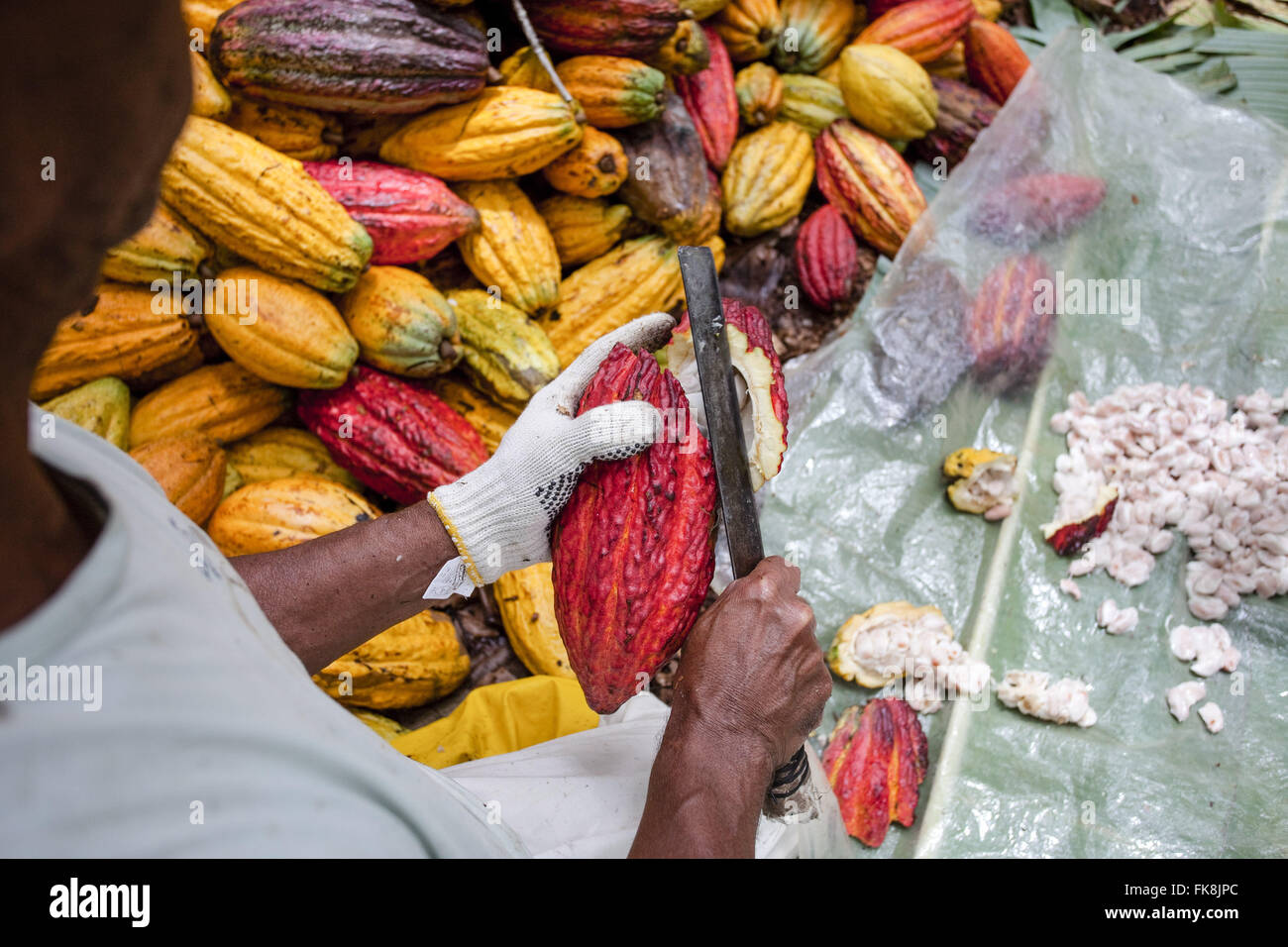 Worker opening cacao fruit to pulp removal Stock Photo - Alamy