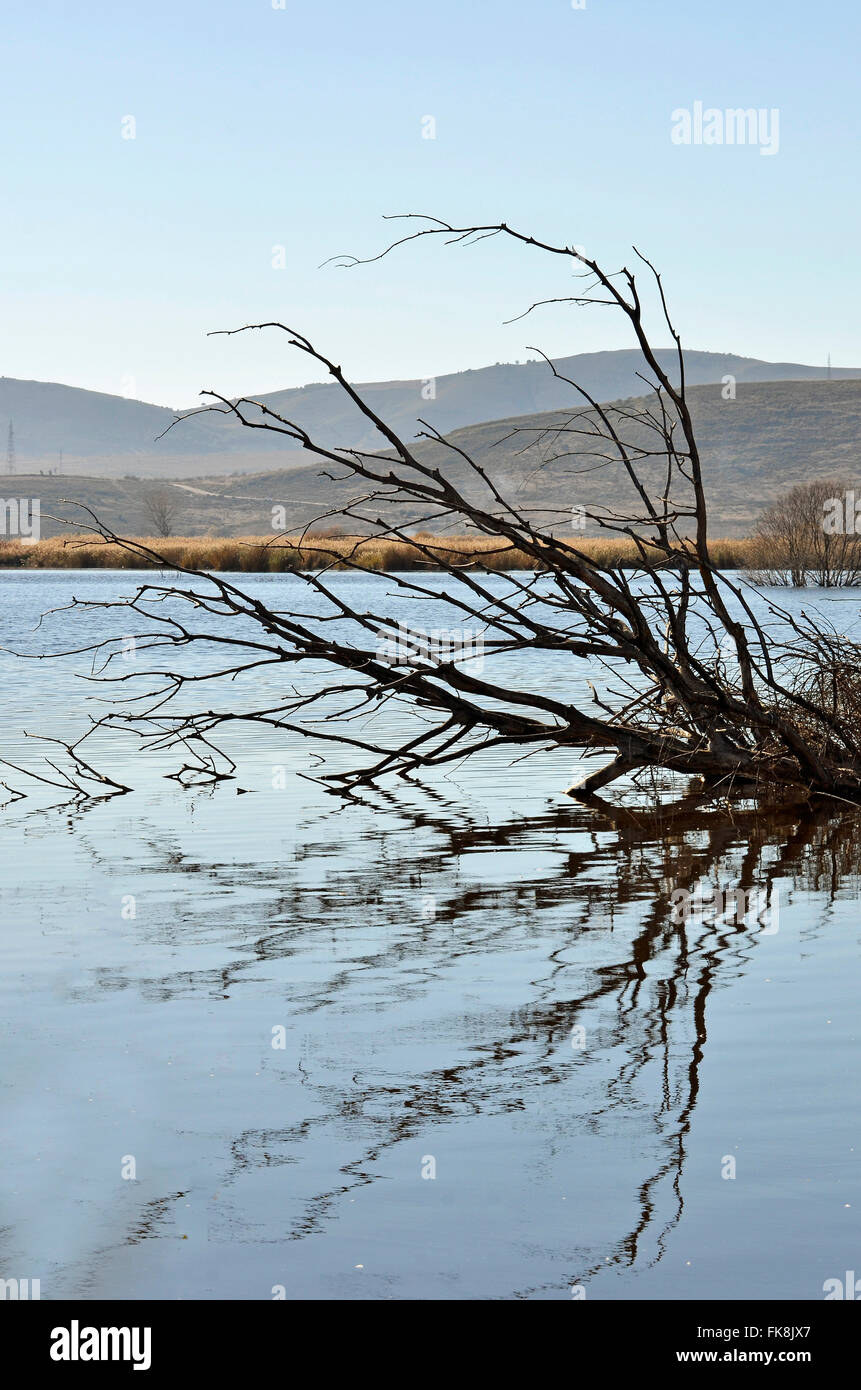 Dry tree in the lagoon Stock Photo - Alamy