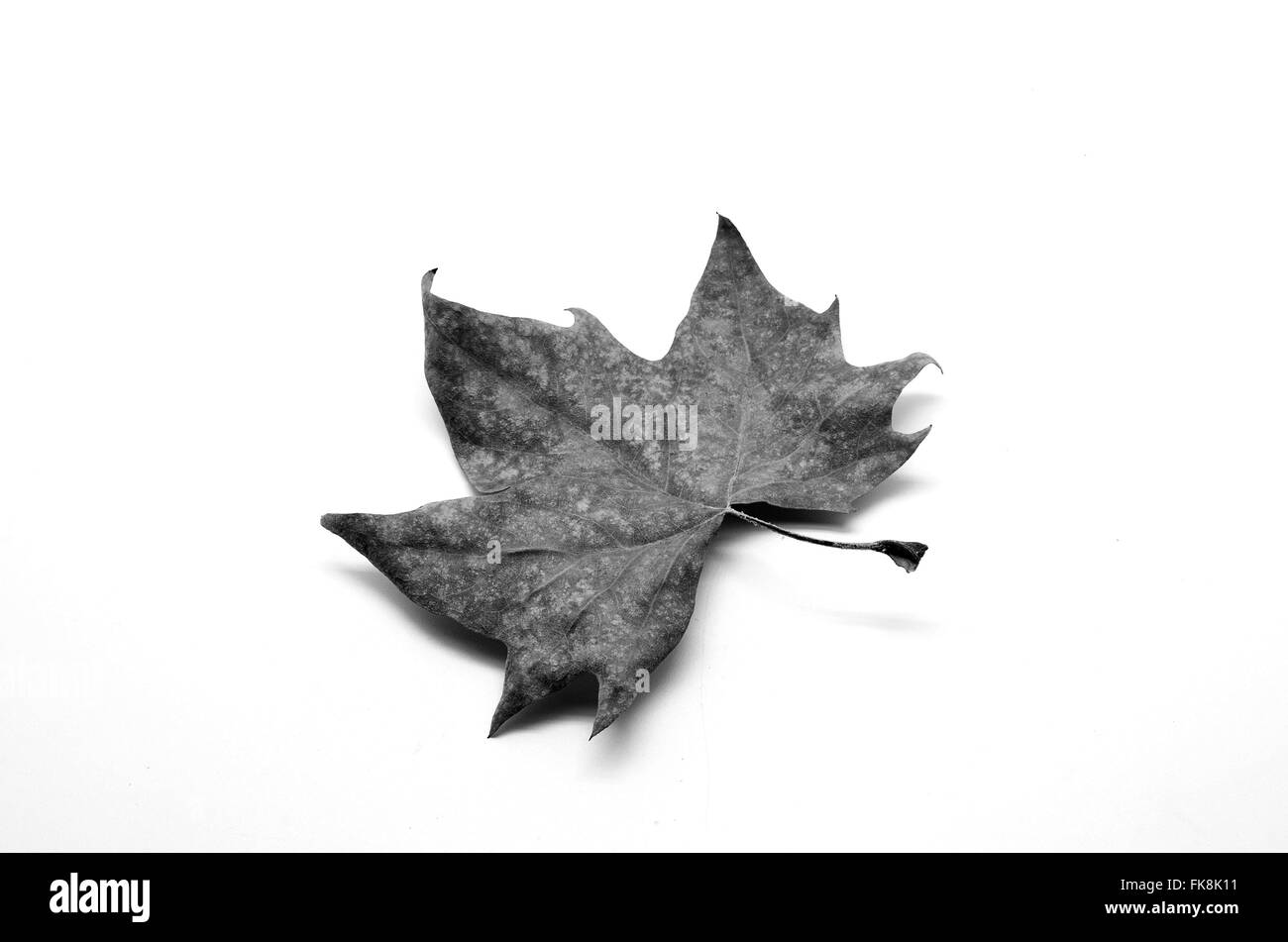 Dry leaf isolated Stock Photo - Alamy