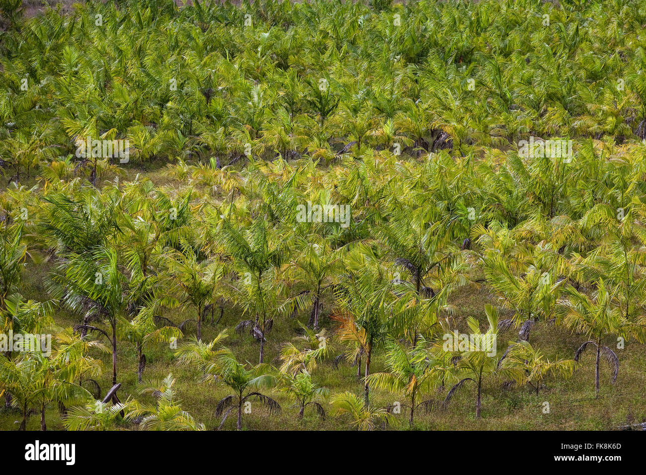 Acai palm tree hi-res stock photography and images - Alamy