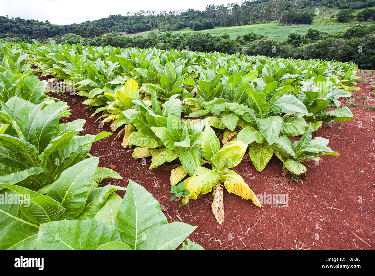 Tobacco plantation hi-res stock photography and images - Alamy