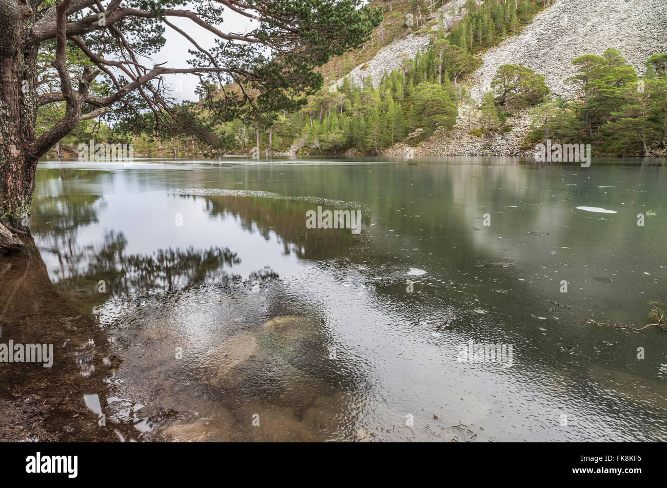 Uaine Lochan , the Green Loch in the Cairngorms National park Stock ...