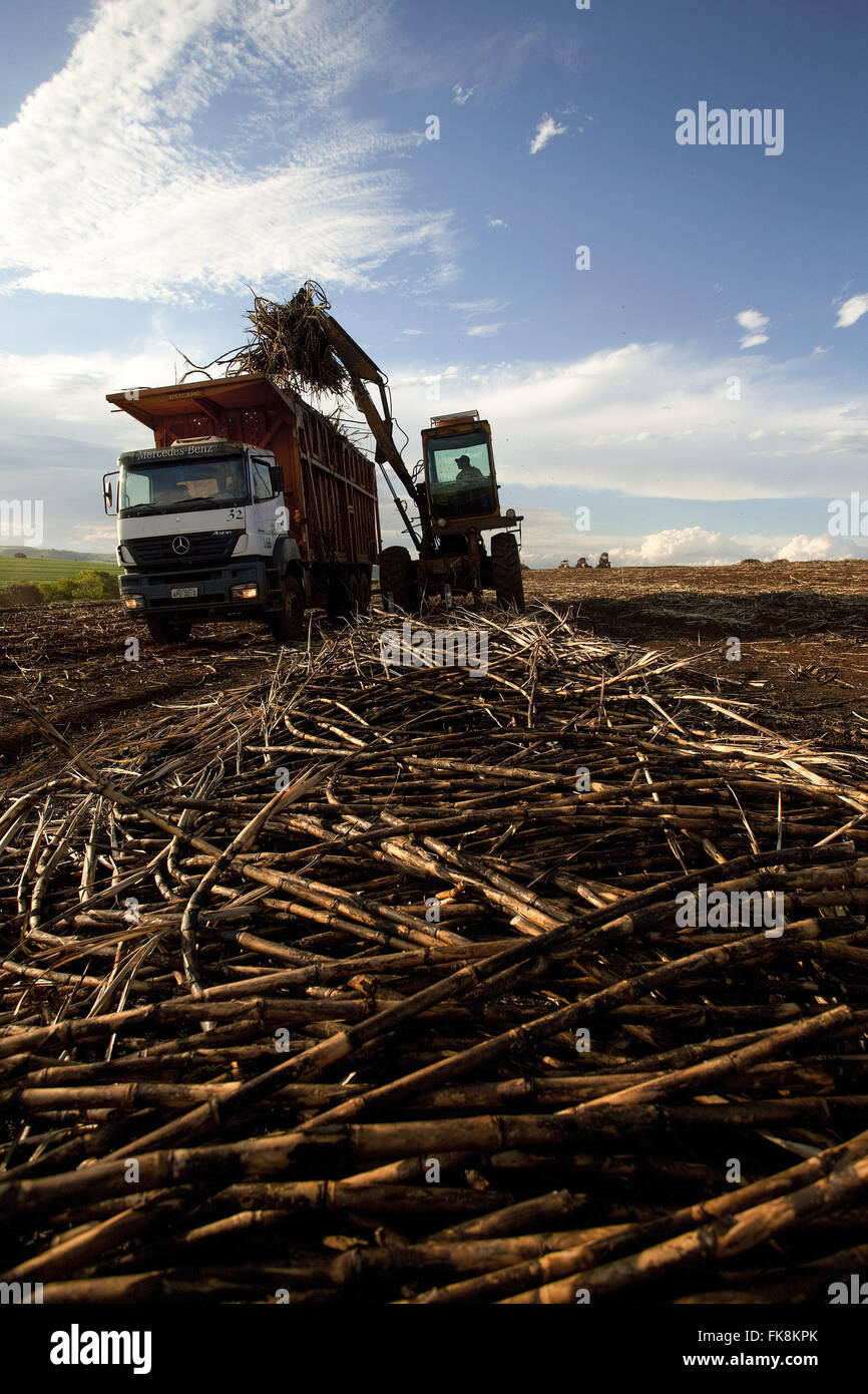 Sugar cane harvest industrial hi-res stock photography and images - Alamy