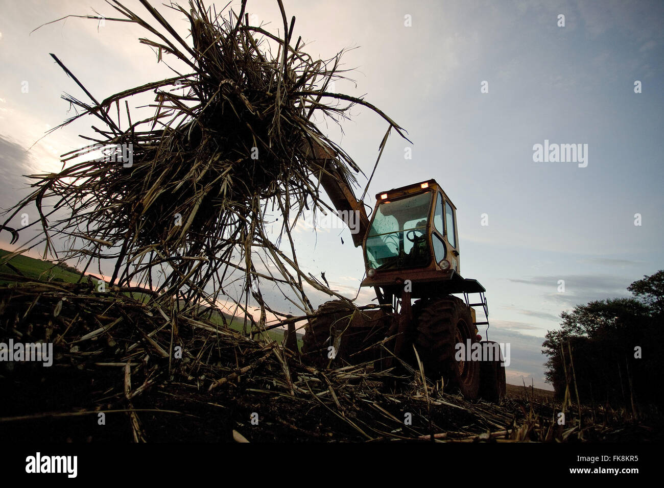 Sugar cane harvest brazil hi-res stock photography and images - Alamy