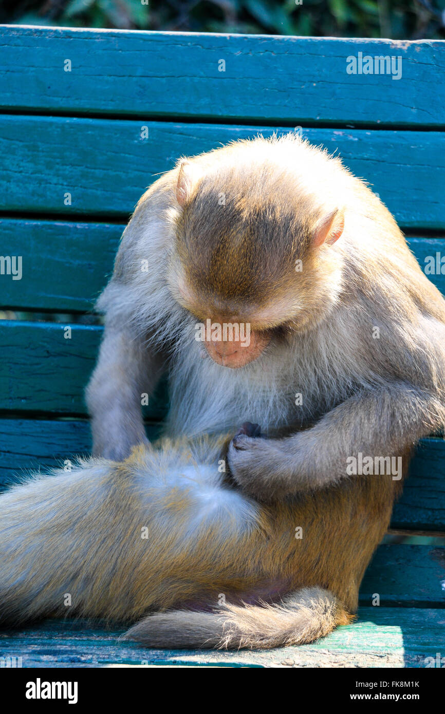 Young Rhesus Macaque monkey playing Stock Photo - Alamy