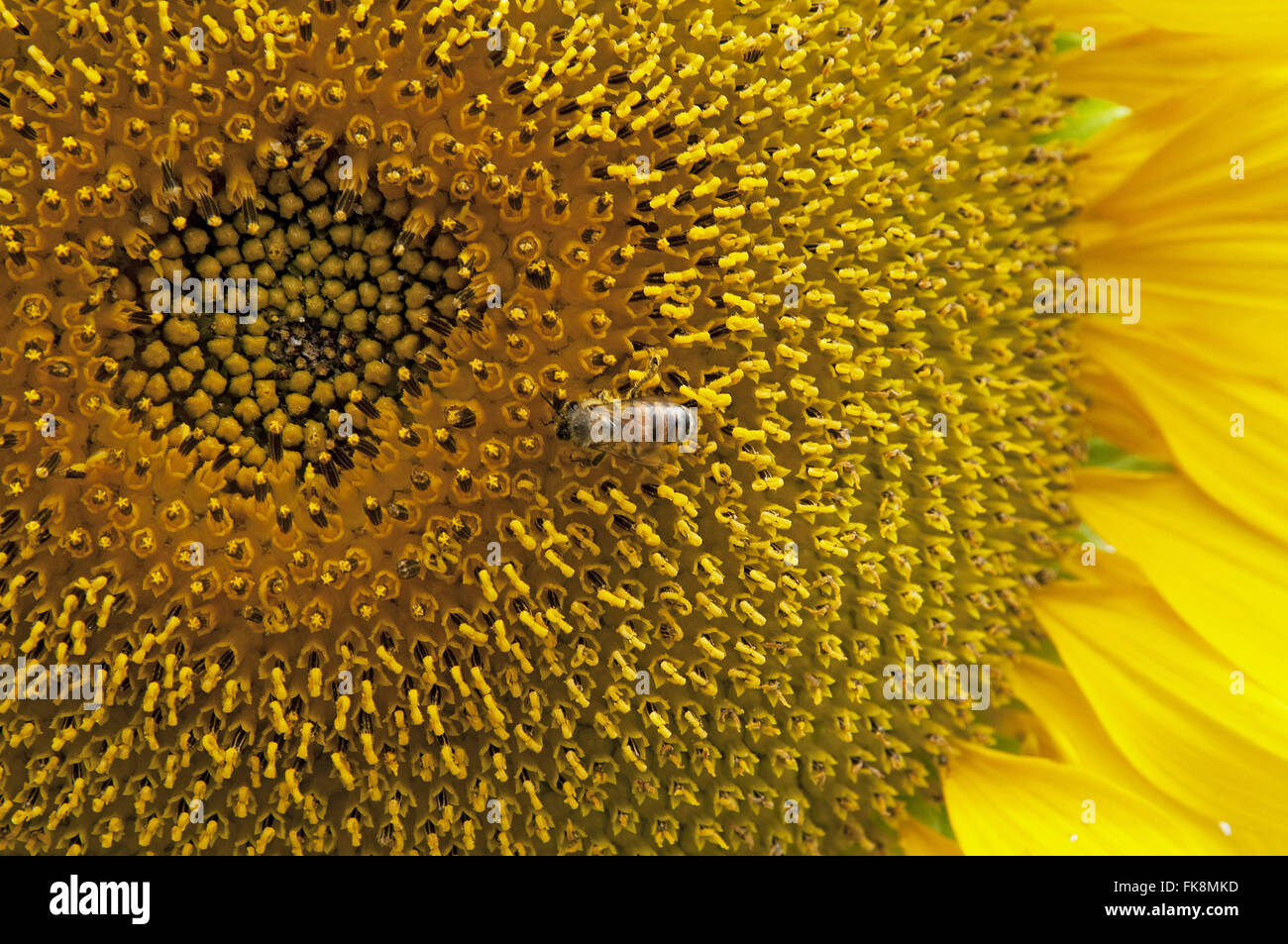 Flower detail of sunflower in rural Poco Redondo Stock Photo - Alamy