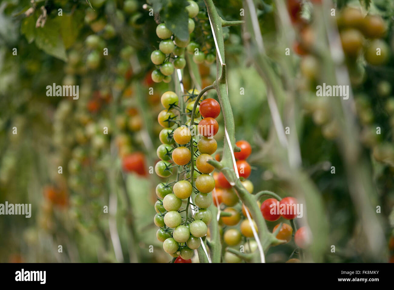 Organic planting mini-tomatoes in greenhouses in the countryside Stock ...