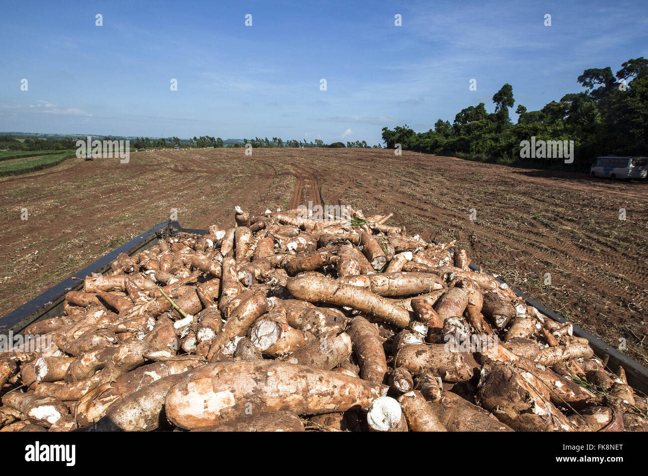 Harvest cassava crop for the production of flour Stock Photo - Alamy