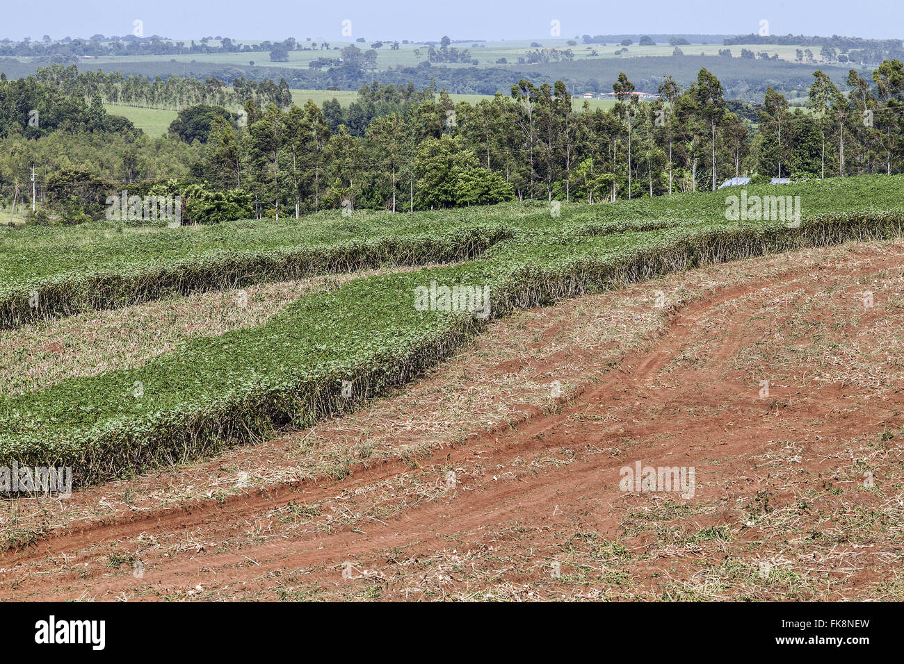 Manioc harvesting process to produce flour Stock Photo - Alamy