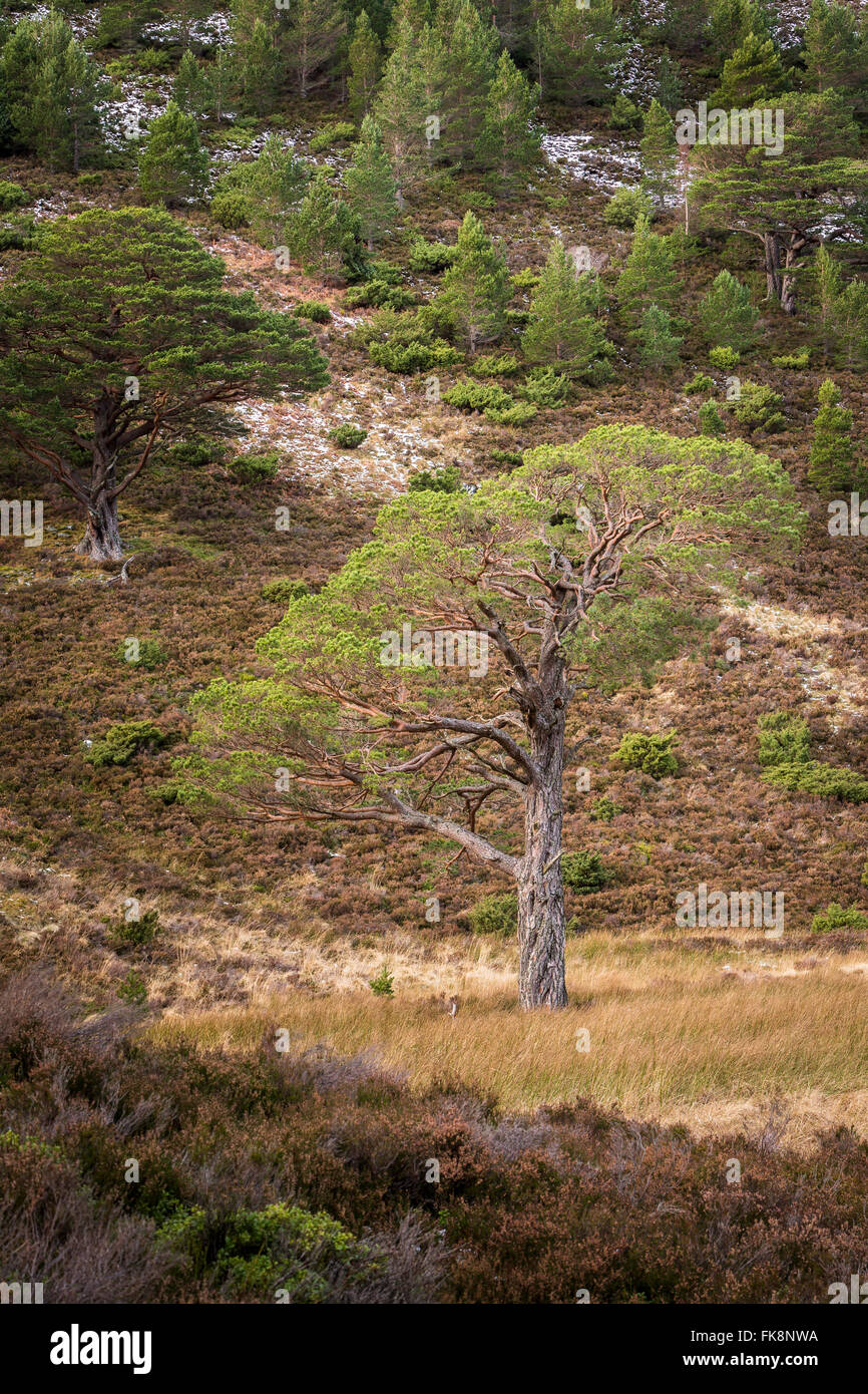 Scots pine cairngorms hi-res stock photography and images - Alamy