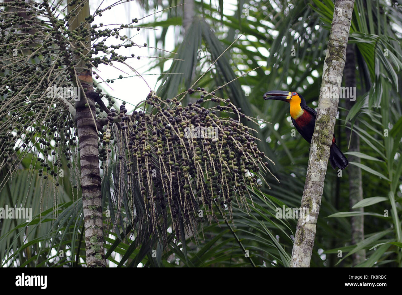 Acai palm and toucan in the Botanical Garden othe city of Rio de ...