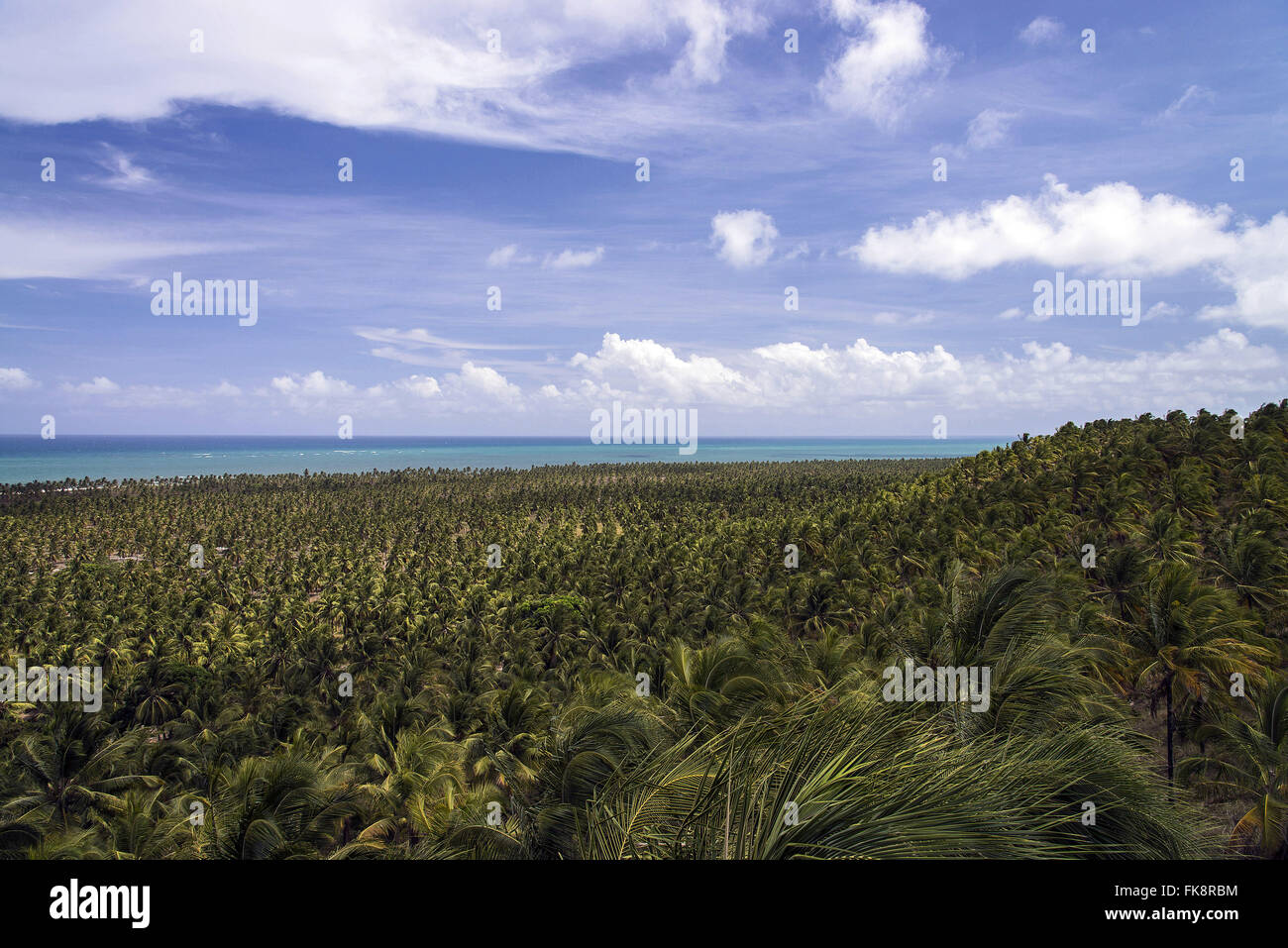 Coqueiral visto a partir do mirante da Praia do Gunga Stock Photo - Alamy
