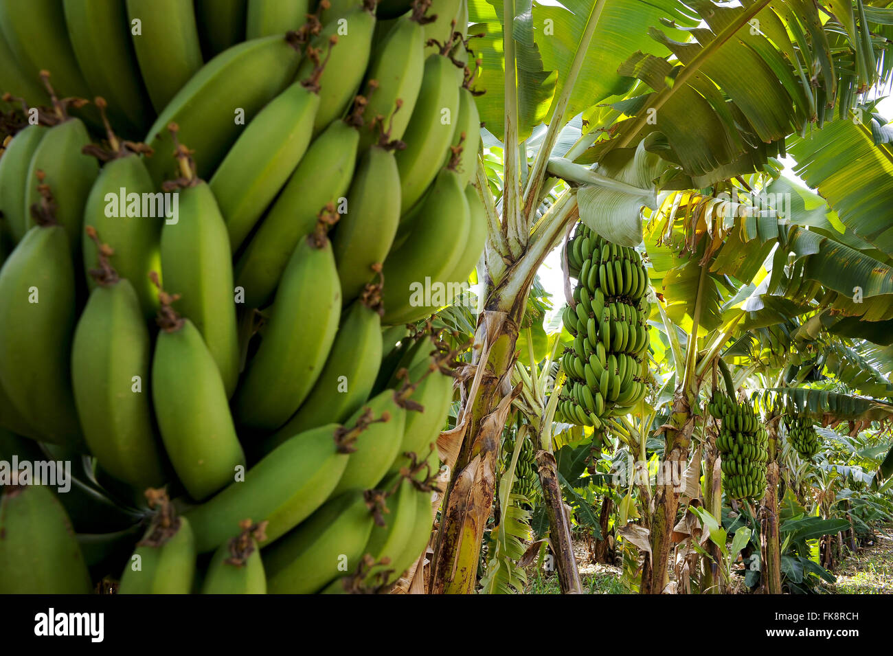 Banana plantation brazil hi-res stock photography and images - Alamy