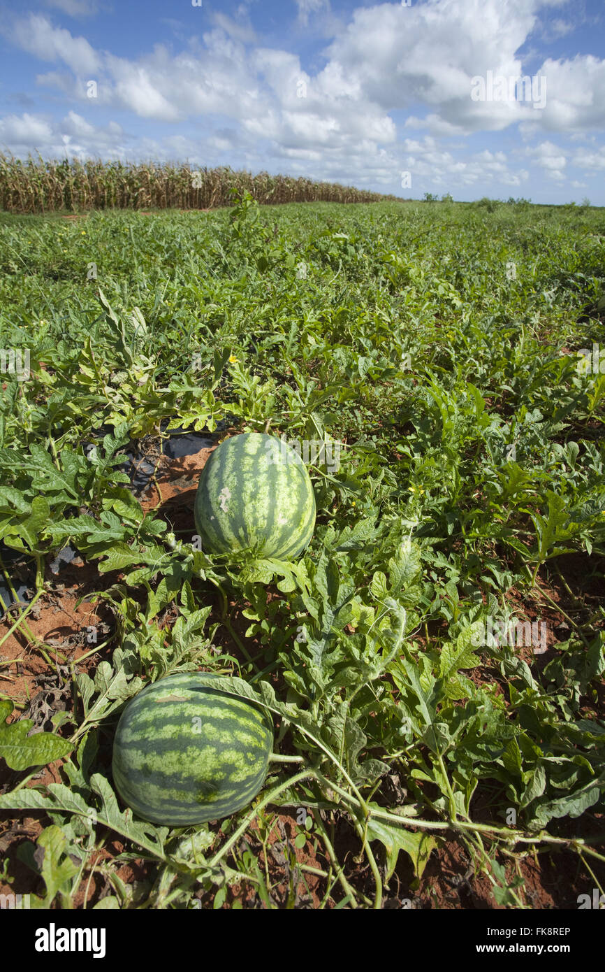 Watermelon Field Crop High Resolution Stock Photography and Images - Alamy
