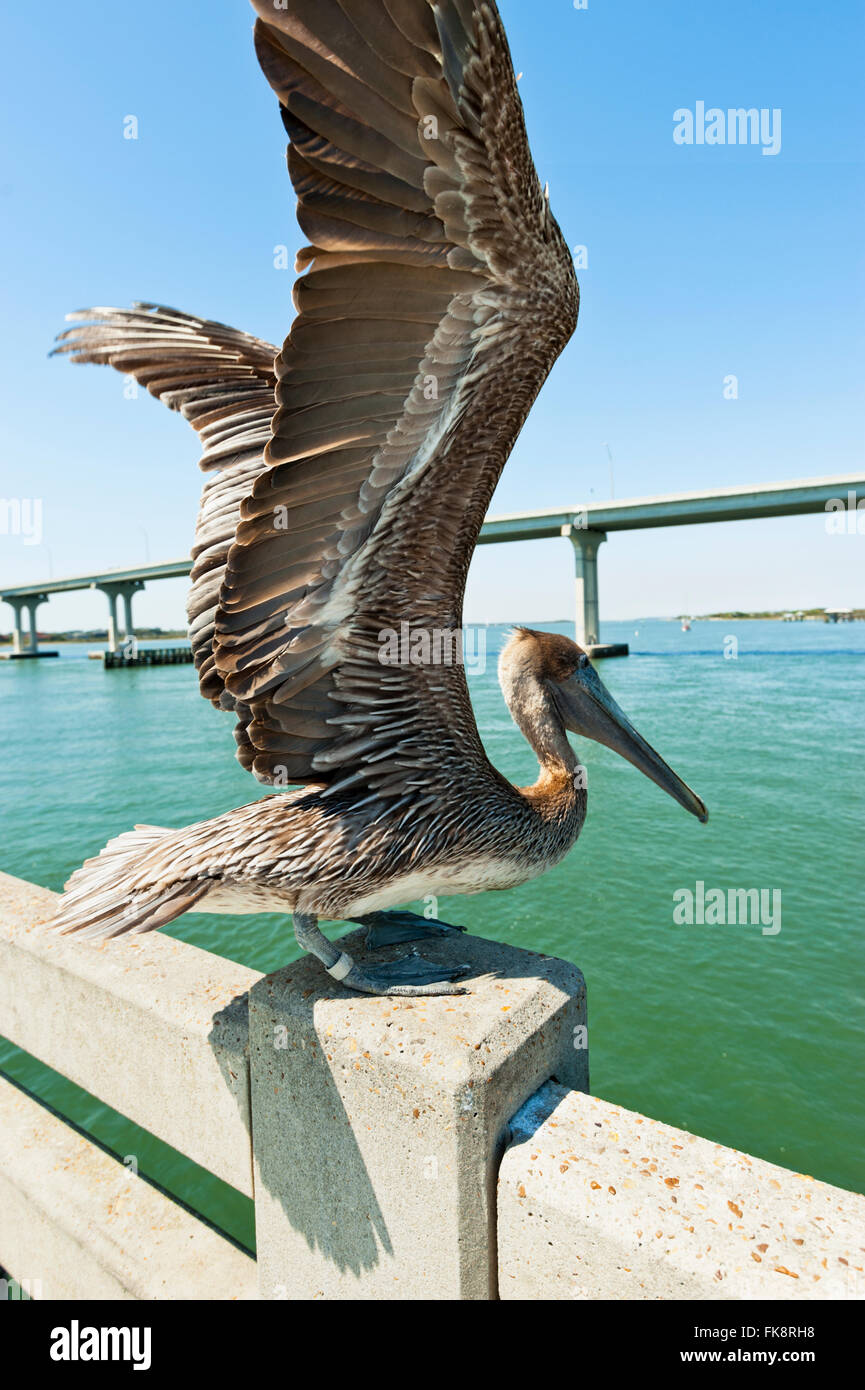 A Brown Pelican ready for flight on a fishing pier in St. Augustine ...