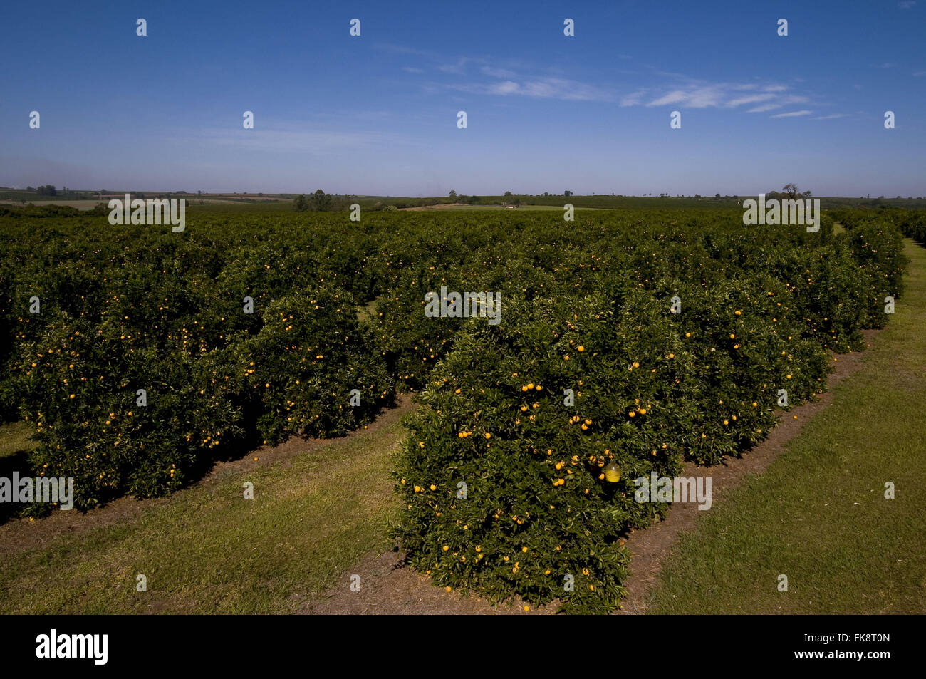 Orange orchard - file selection Stock Photo - Alamy