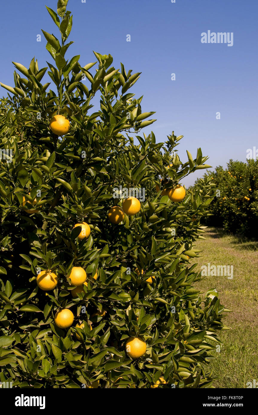 Orange orchard hi-res stock photography and images - Alamy