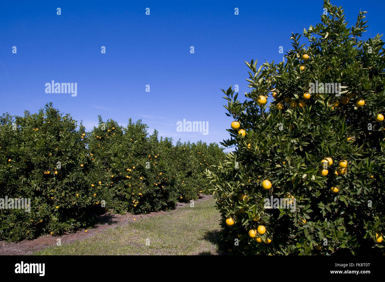 Orange orchard - file selection Stock Photo - Alamy