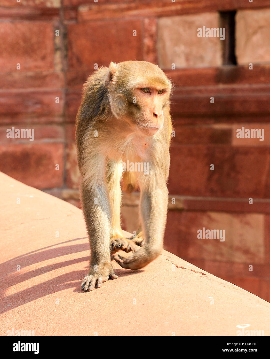 Young Rhesus Macaque monkey playing Stock Photo - Alamy