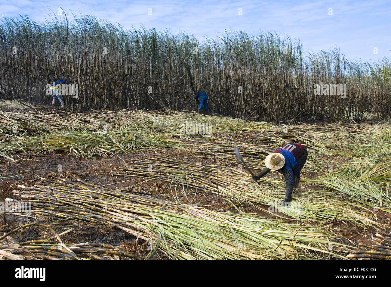 Manual harvesting hi-res stock photography and images - Alamy
