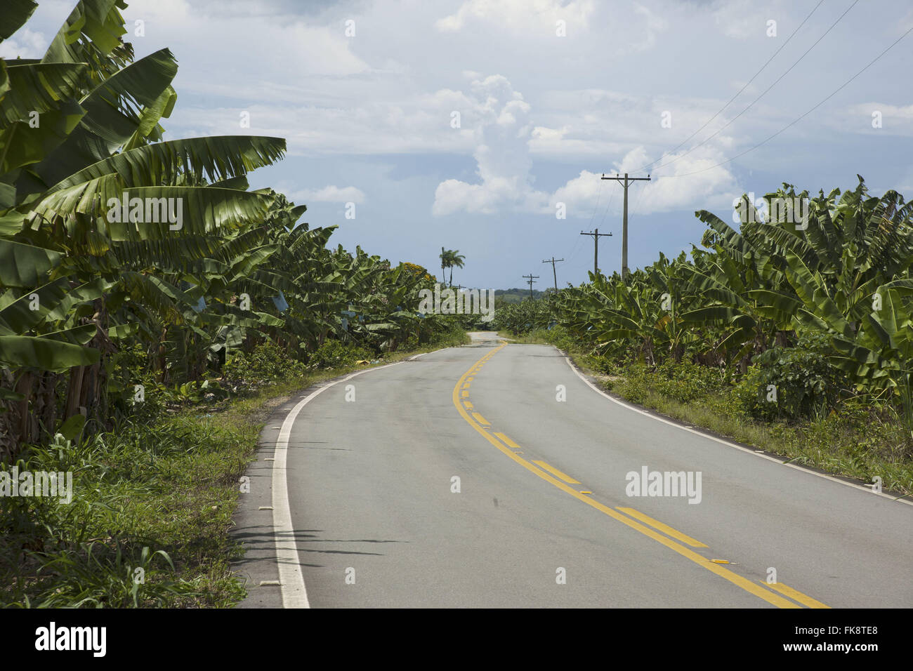 SP-165 highway passed between banana plantation in the Ribeira Valley ...