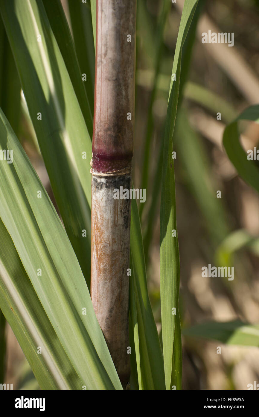 Stalk of cane sugar Stock Photo - Alamy