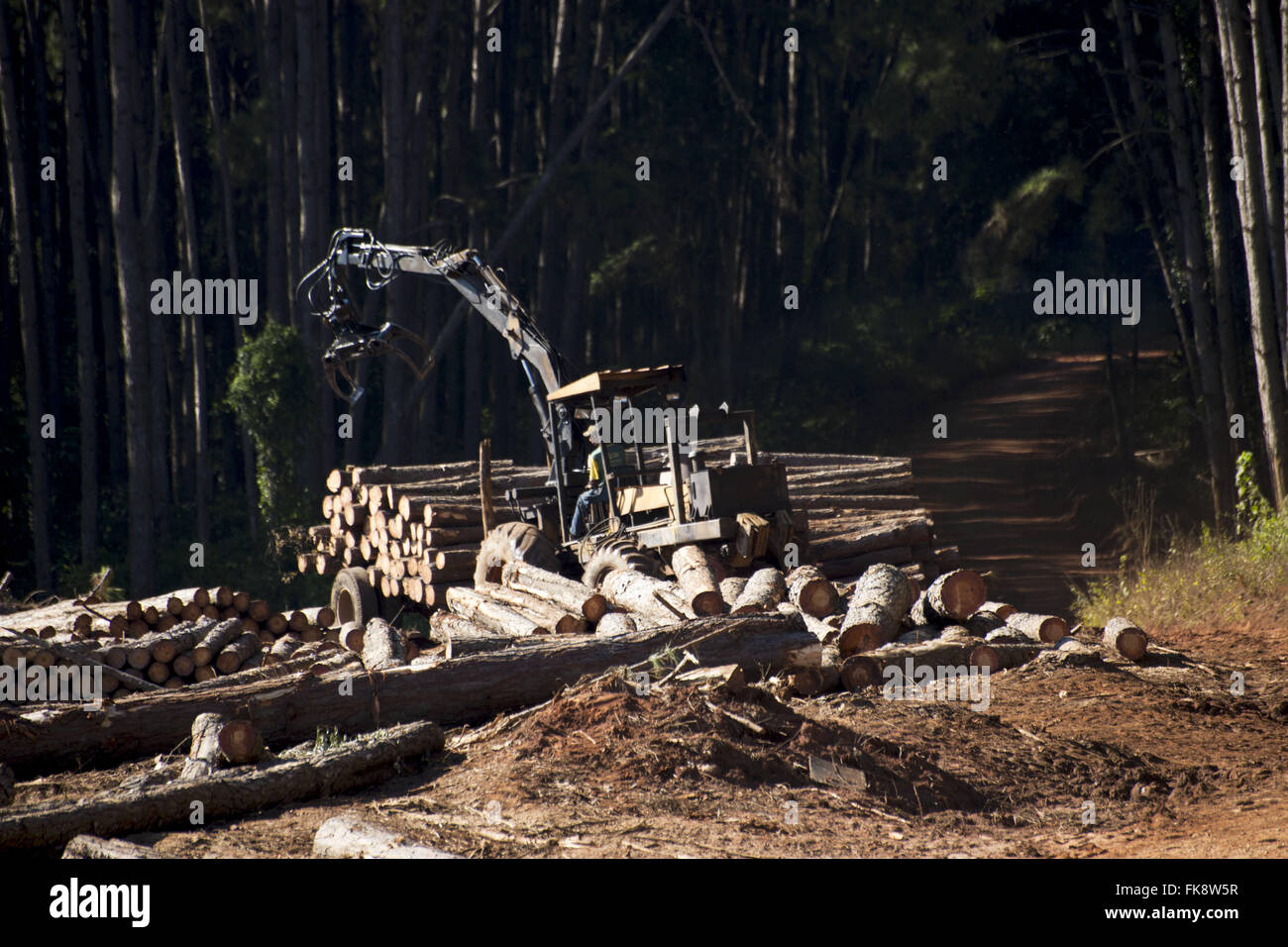 Logging Logs Destruction Deforestation Stock Photos & Logging Logs ...