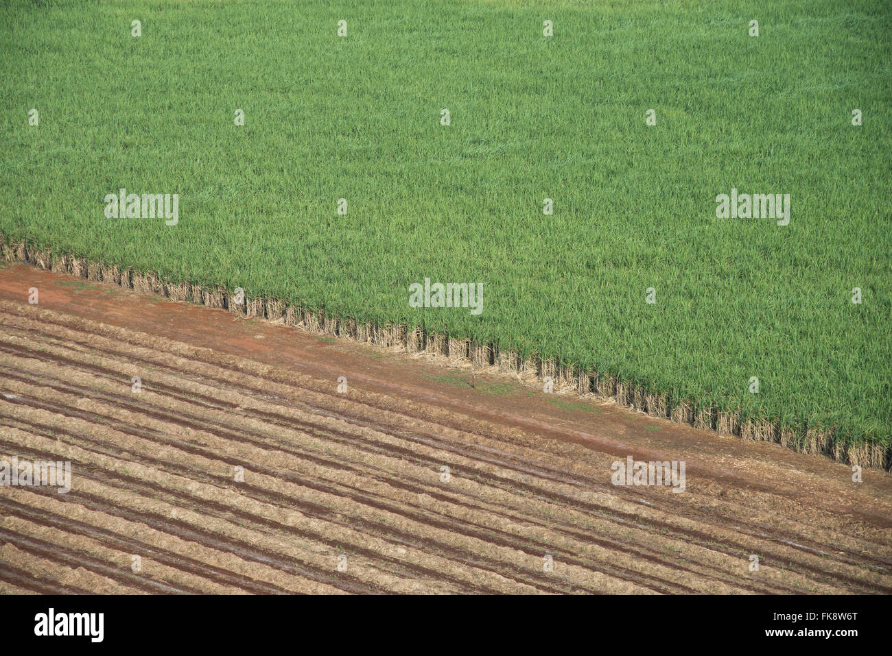 Sugar cane paddock hi-res stock photography and images - Alamy
