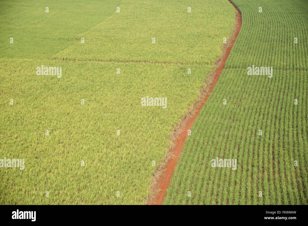 Sugar cane paddock hi-res stock photography and images - Alamy