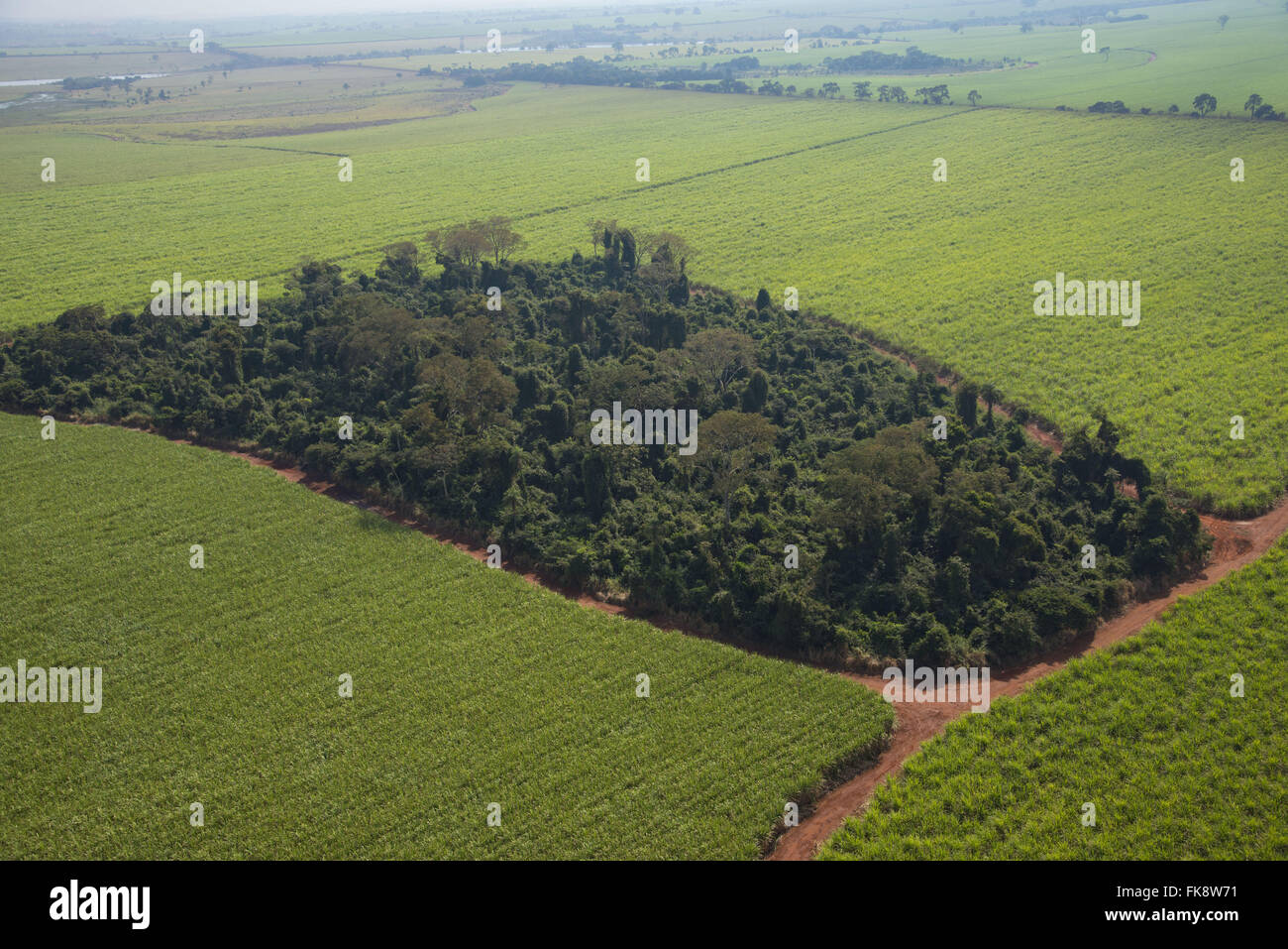 Aerial view of plantation of cane sugar with forest reserve Stock Photo ...