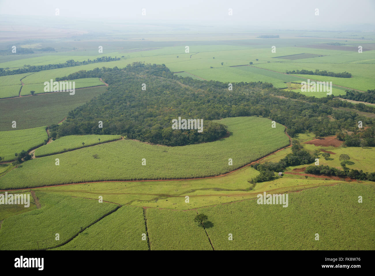 Sugar cane tree hi-res stock photography and images - Alamy