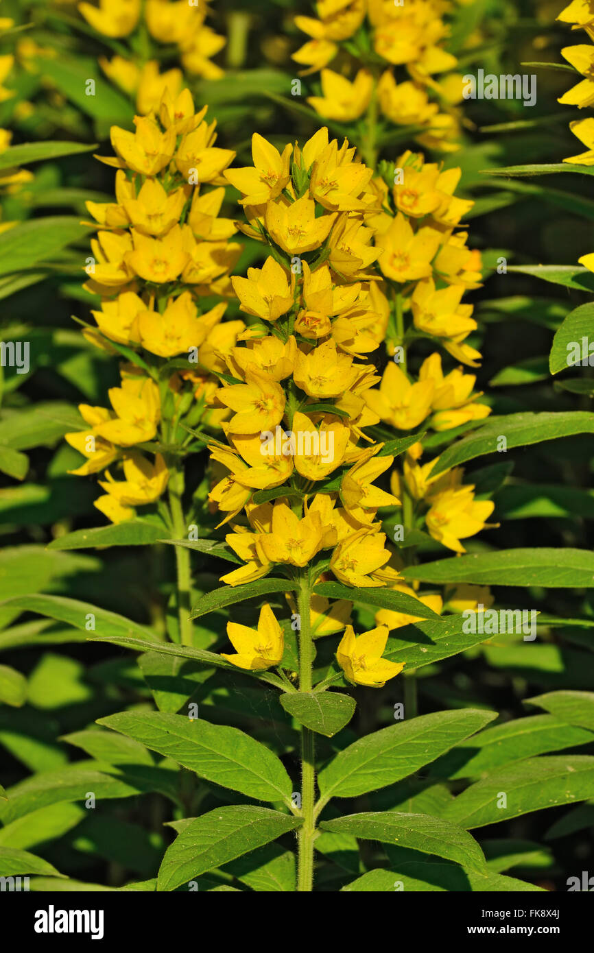 Common loosestrife lysimachia vulgaris hi-res stock photography and ...