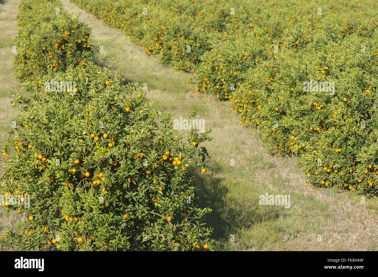 Orange orchard hi-res stock photography and images - Alamy